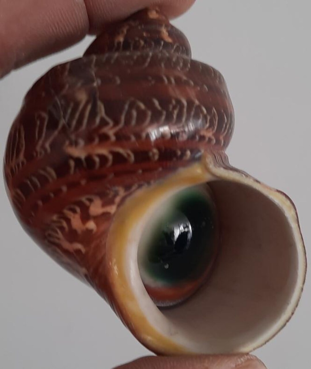 Shell: Turbo Petholatus With Its eye of Shiva Operculum - Etsy