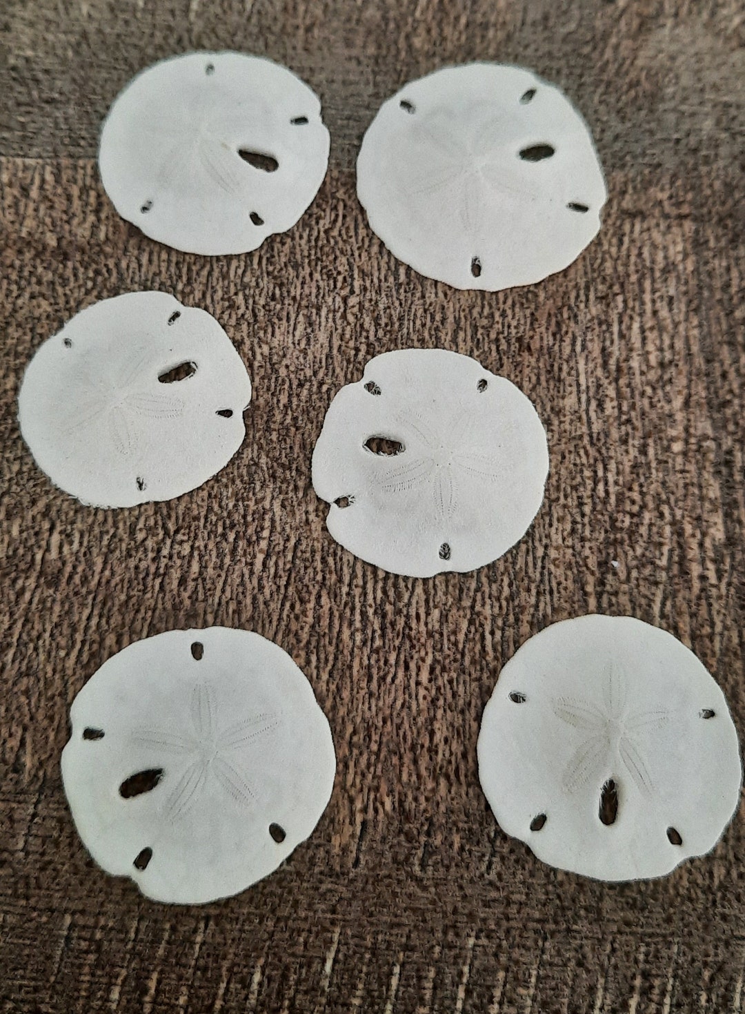 Shell: Set of 10 Mini Sand Dollars - Etsy