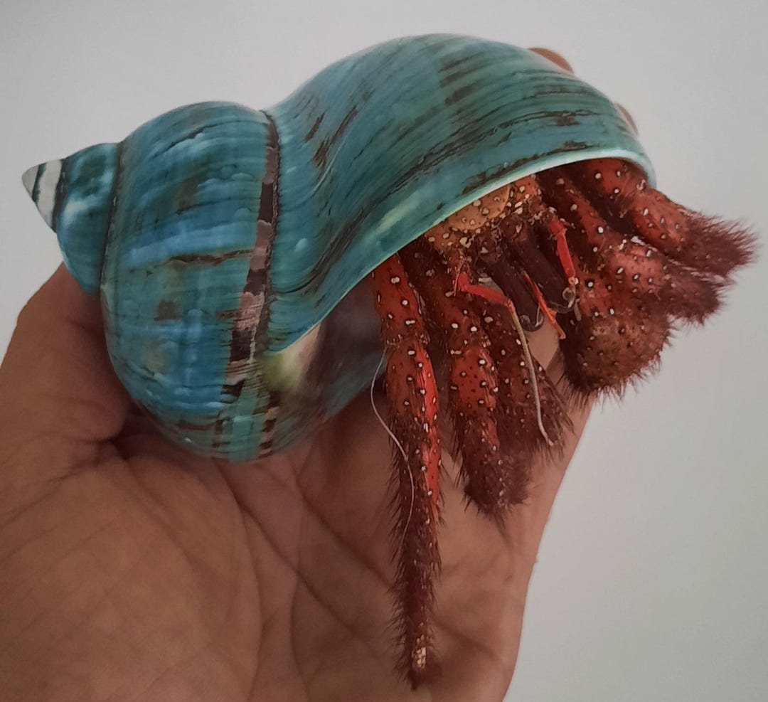 Taxidermy, Curiosity, Oddities: Superb Stuffed Hermit Crab #5 - Etsy