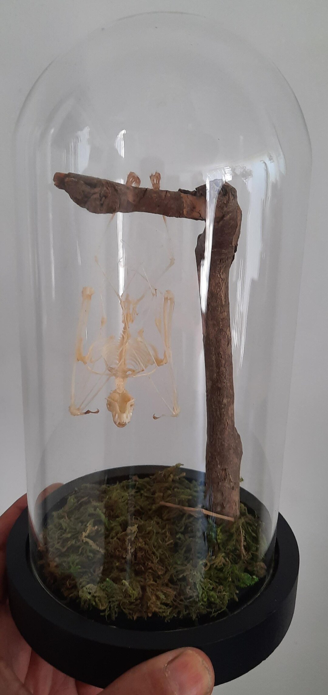 Curiosity, Taxidermy, Sea Life, : Skeleton Under Glass - Etsy UK
