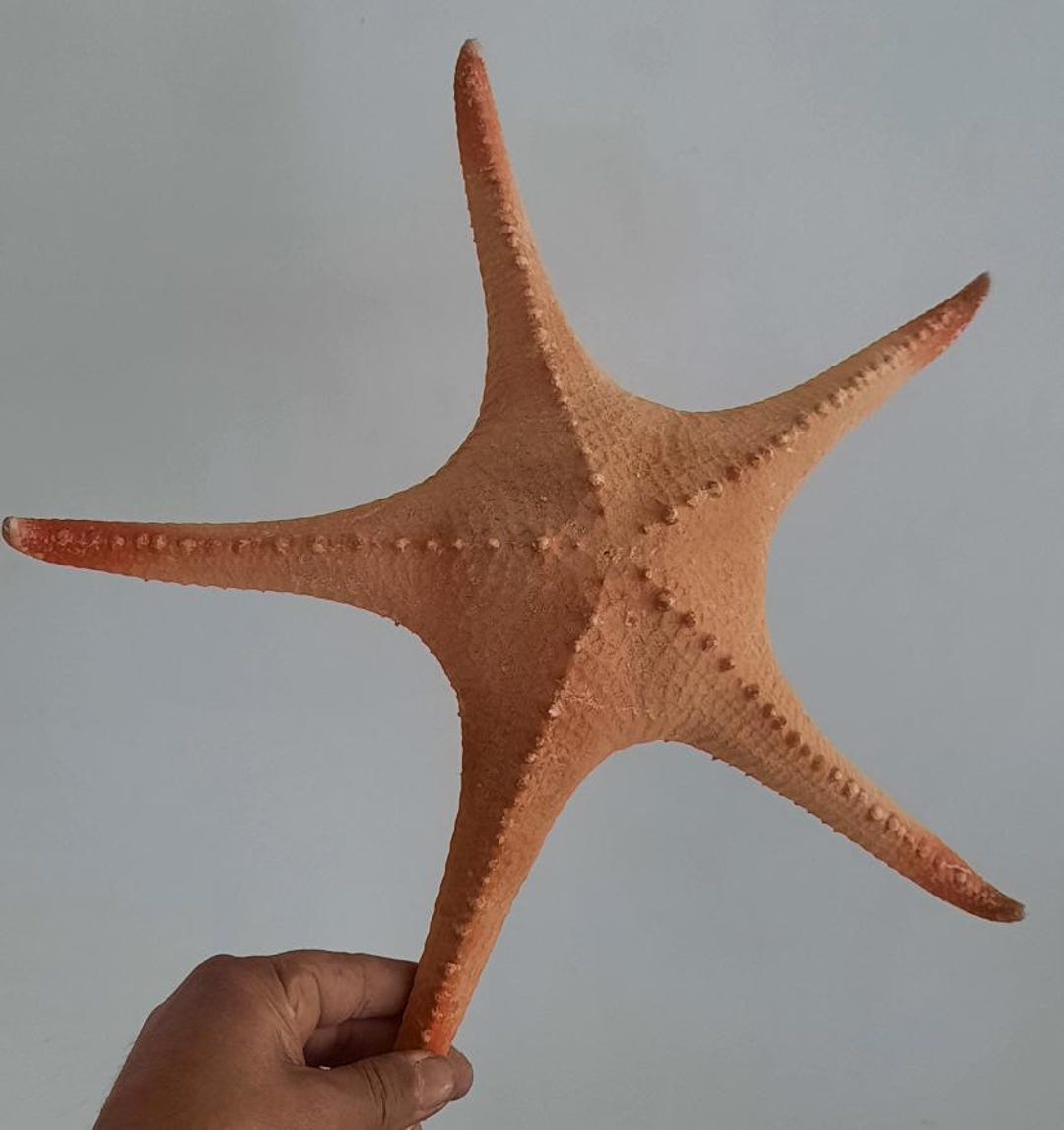Curiosity, Oddities: Huge Stuffed XXL Starfish #2 - Etsy