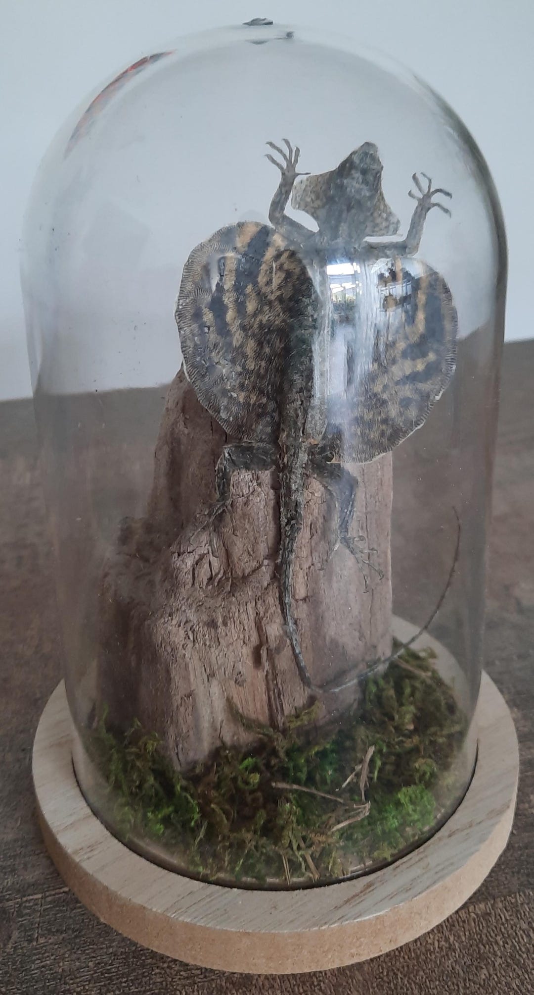 Curiosity, Taxidermy: Flying Lizard Under Globe - Etsy