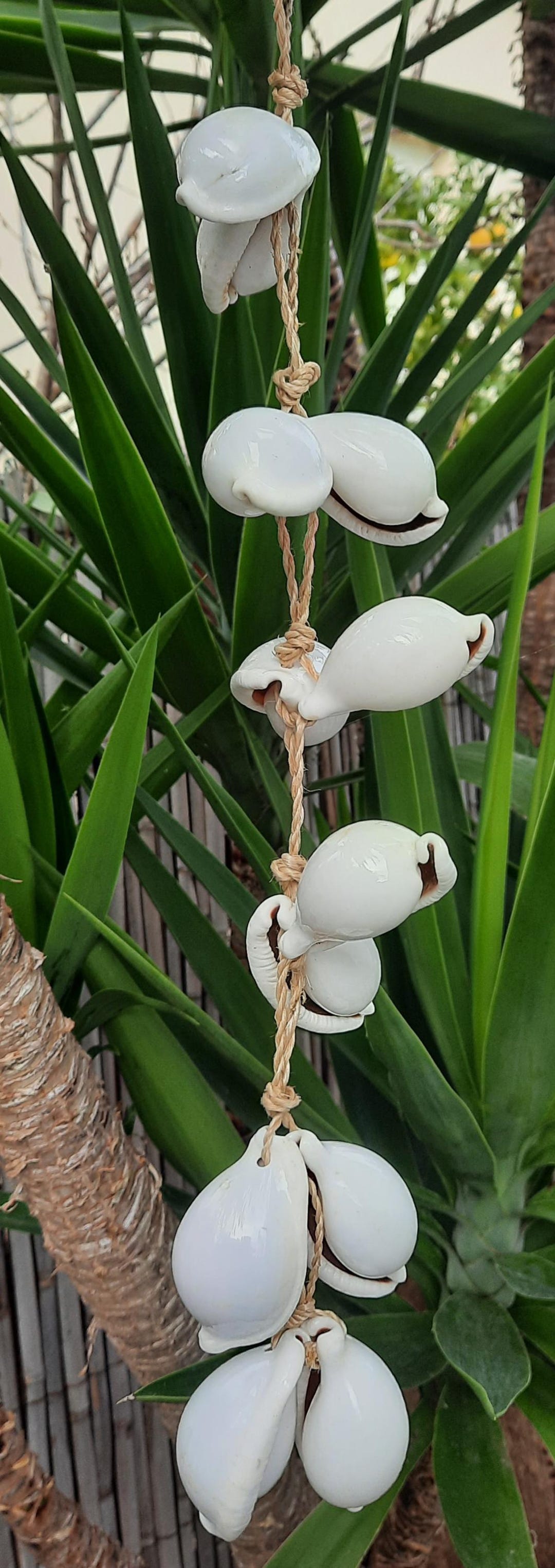 Curiosity, Taxidermy: Braid of Ovula Shells - Etsy