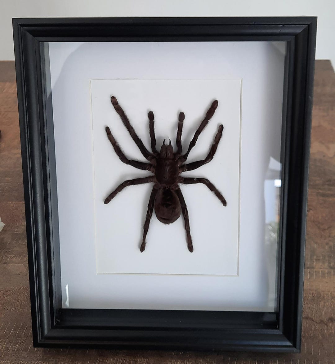 Curiosity, Taxidermy, Spider: Huge Tarantula Under Glass Frame - Etsy