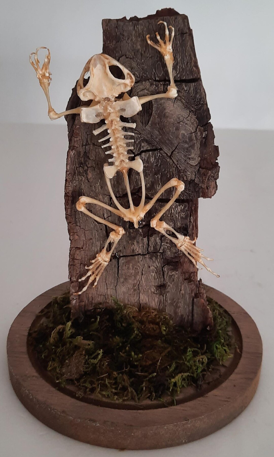 Curiosity, Taxidermy, Sea Life, : Frog Skeleton Under a Globe - Etsy