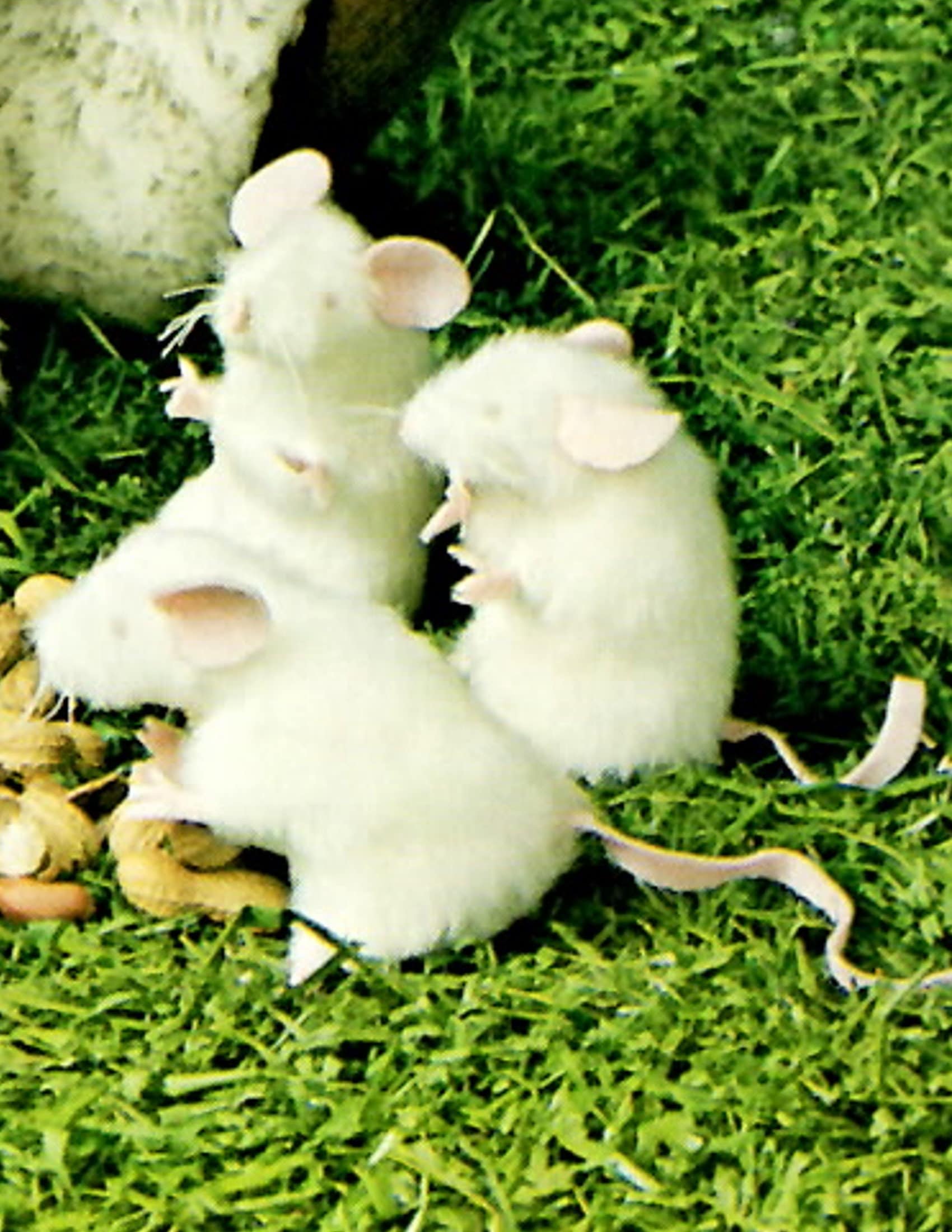 Mouse Mice Vintage Sewing Pattern Fur White Mice Pattern Toy - Etsy UK