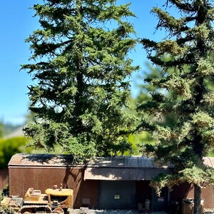 Handmade HO Scale Diorama: Old Boxcar, Forest Scene - Etsy