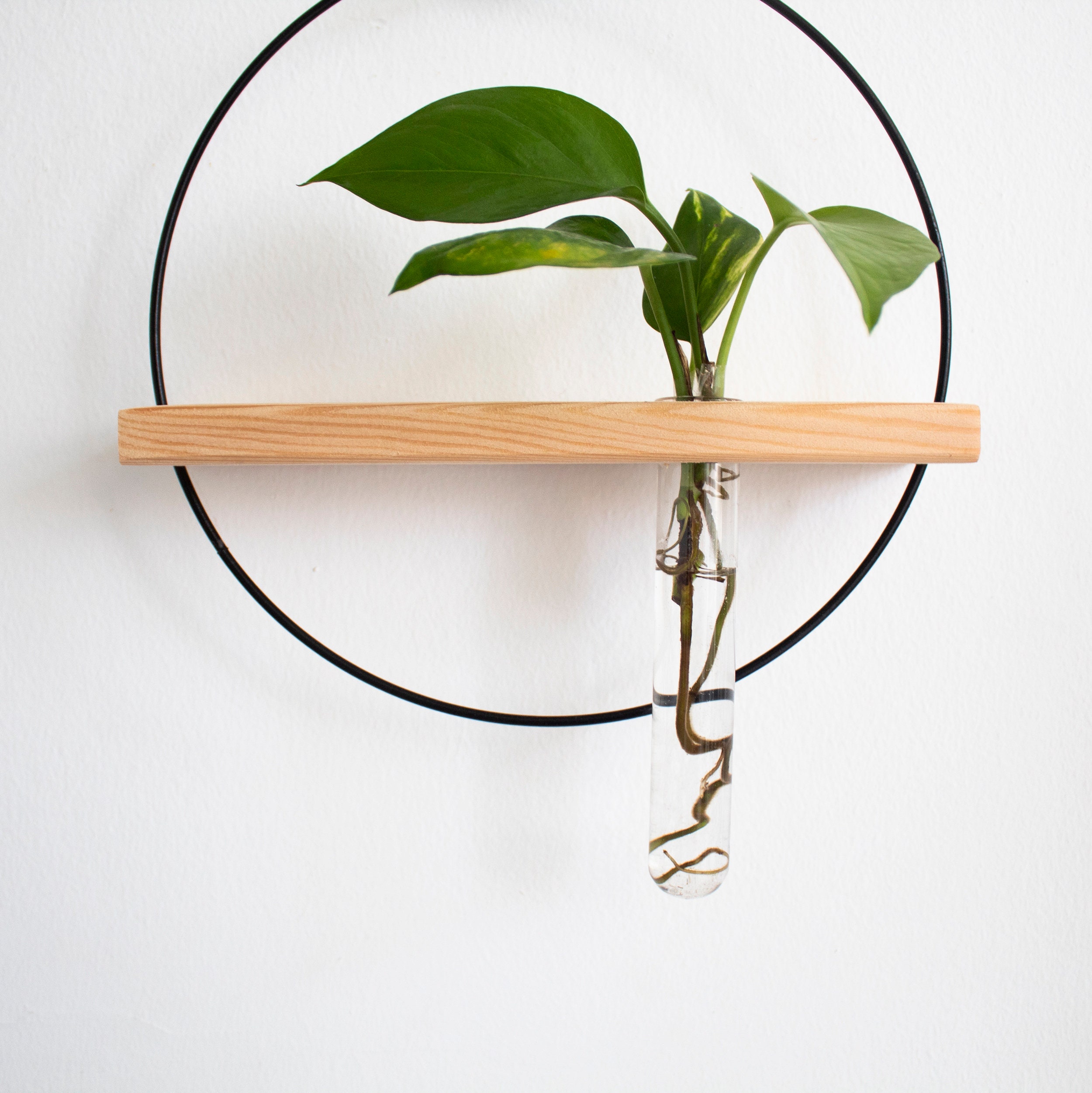 Plant Propagation Wall Hanging, Propagation Station Wall Hanging, Test ...