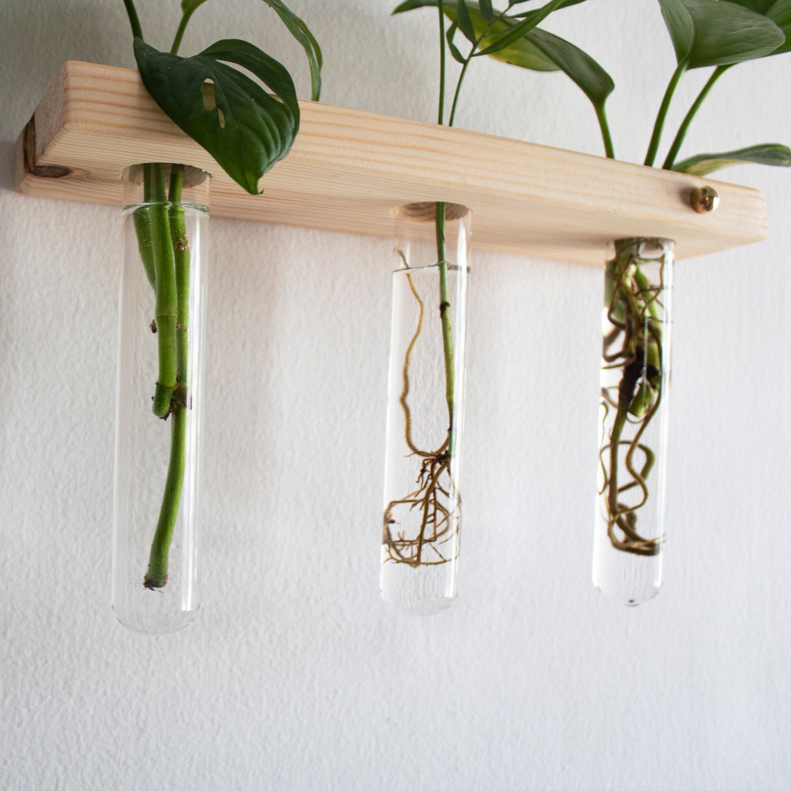 Plant Propagation Wall Hanging Station, Test Tube Propagation Station ...