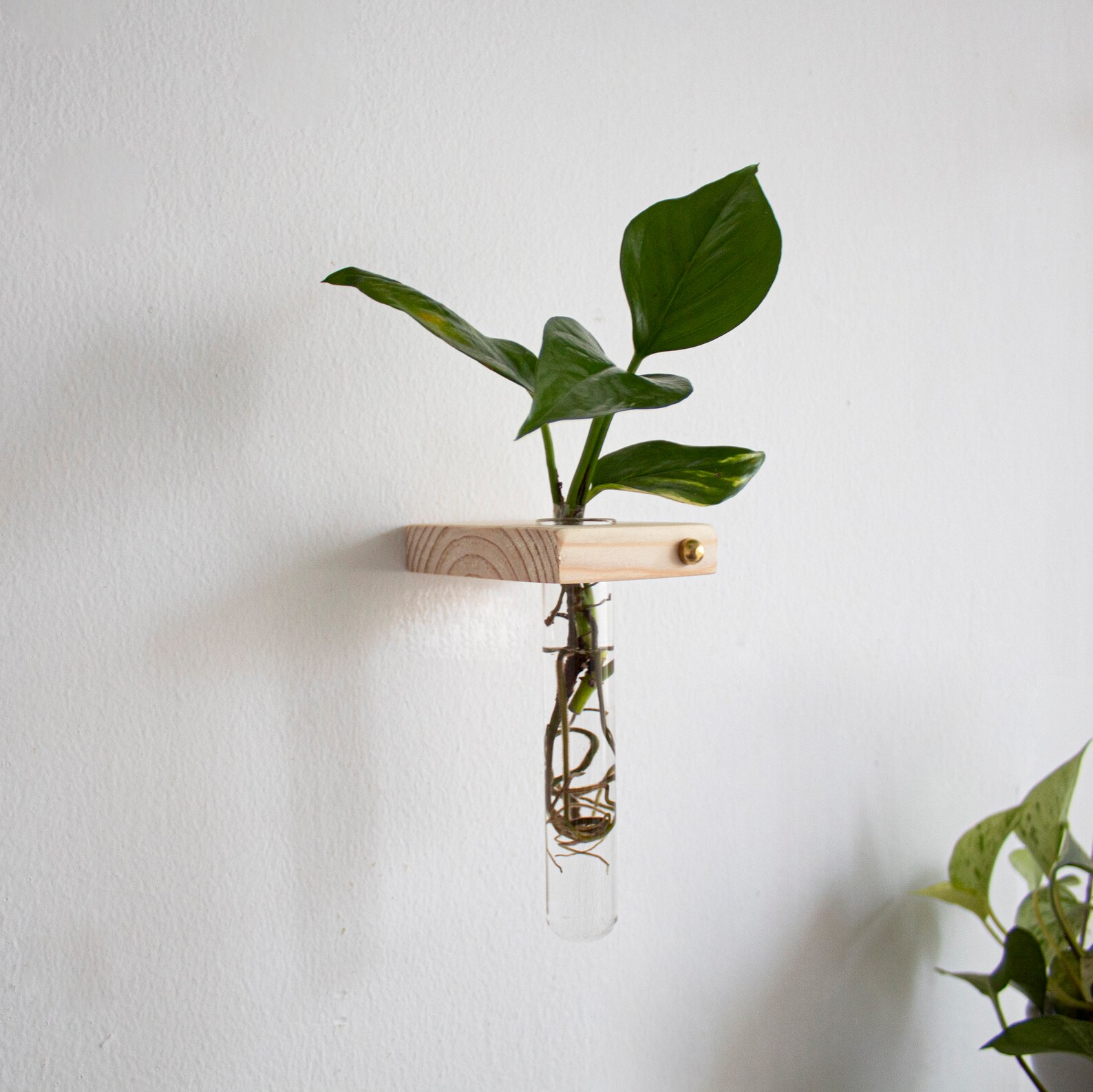 Wall Plant Propagation Station, Propagating Plant Station, Wall Hanging ...