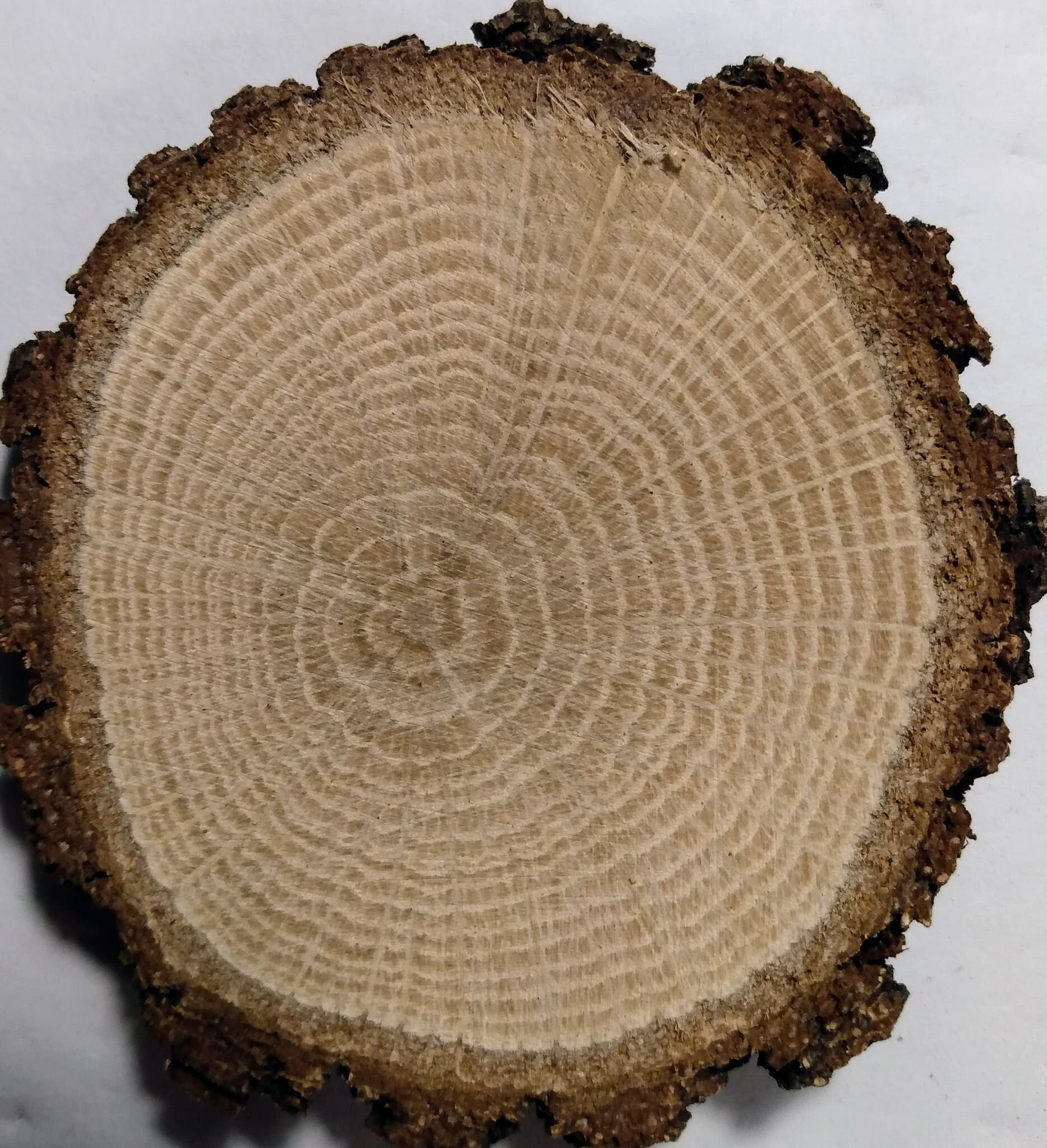 Oak Wood Slices With Living Edge (set of 10). 2