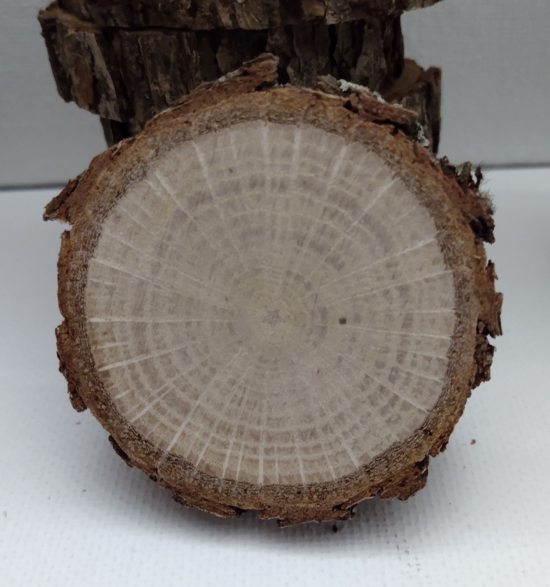 Oak Wood Discs With Living Edges set of 10. - Etsy