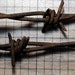 Rustic, Rusty Barbed Wire. (10) 1 Foot Lengths of 2 Strand 4 Prong ...