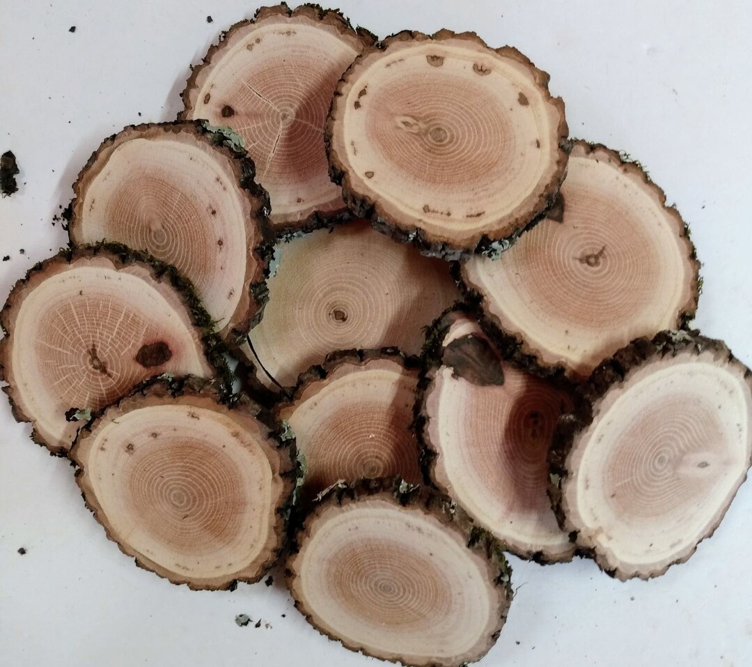 Hickory Wood Slices With Living Edge. Set of 10. Diameter 3.5"-4" Tree ...