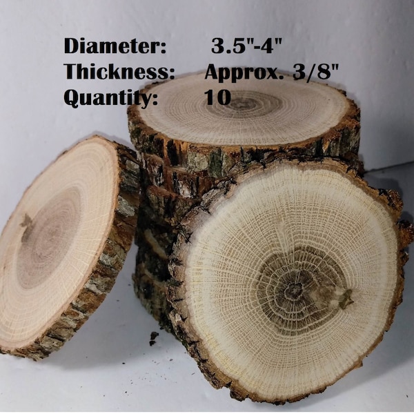 Oak Tree Slices - Etsy