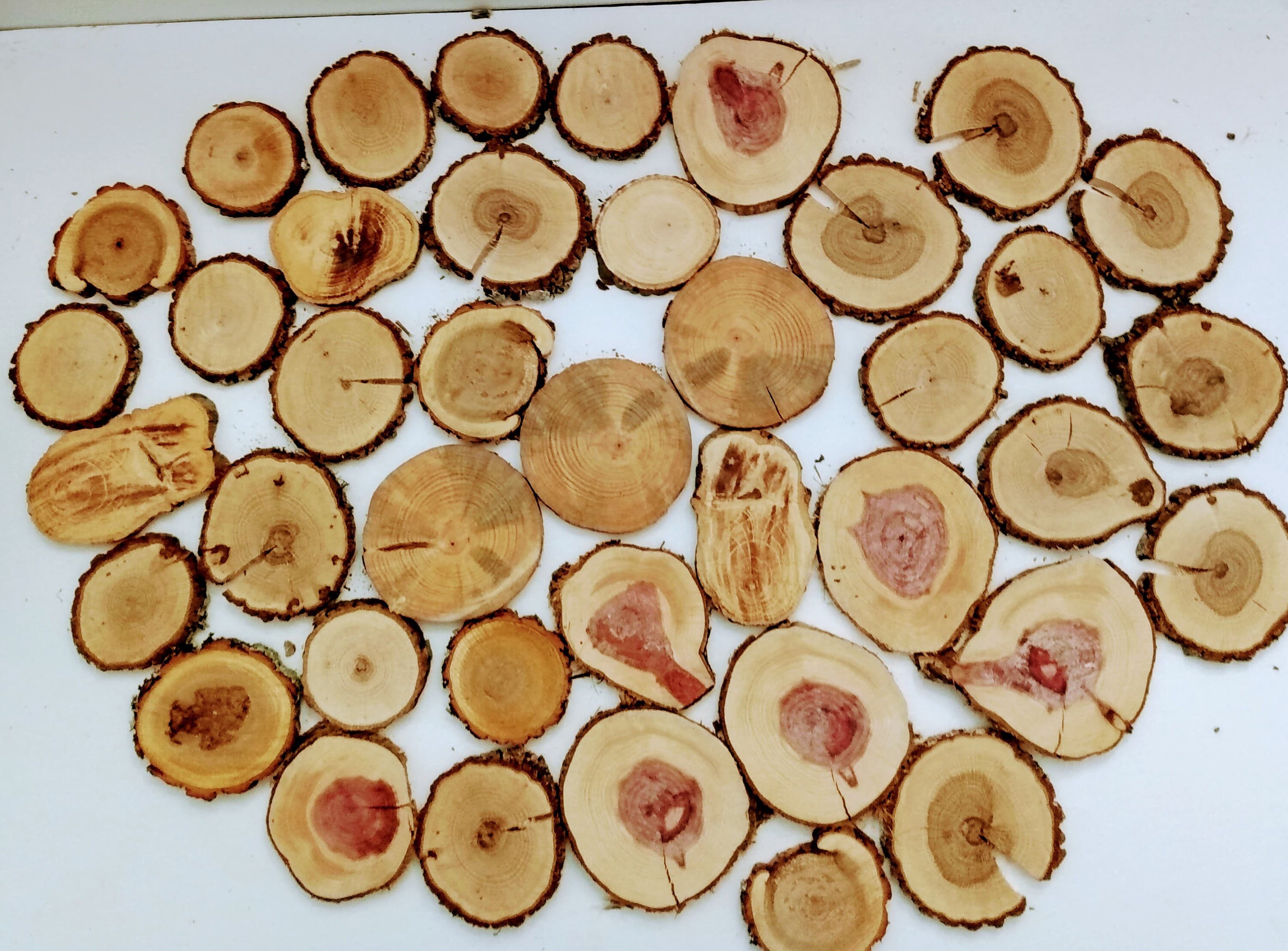 Living Edge Wood Slice Variety Pack, Untreated Rustic Discs - Etsy