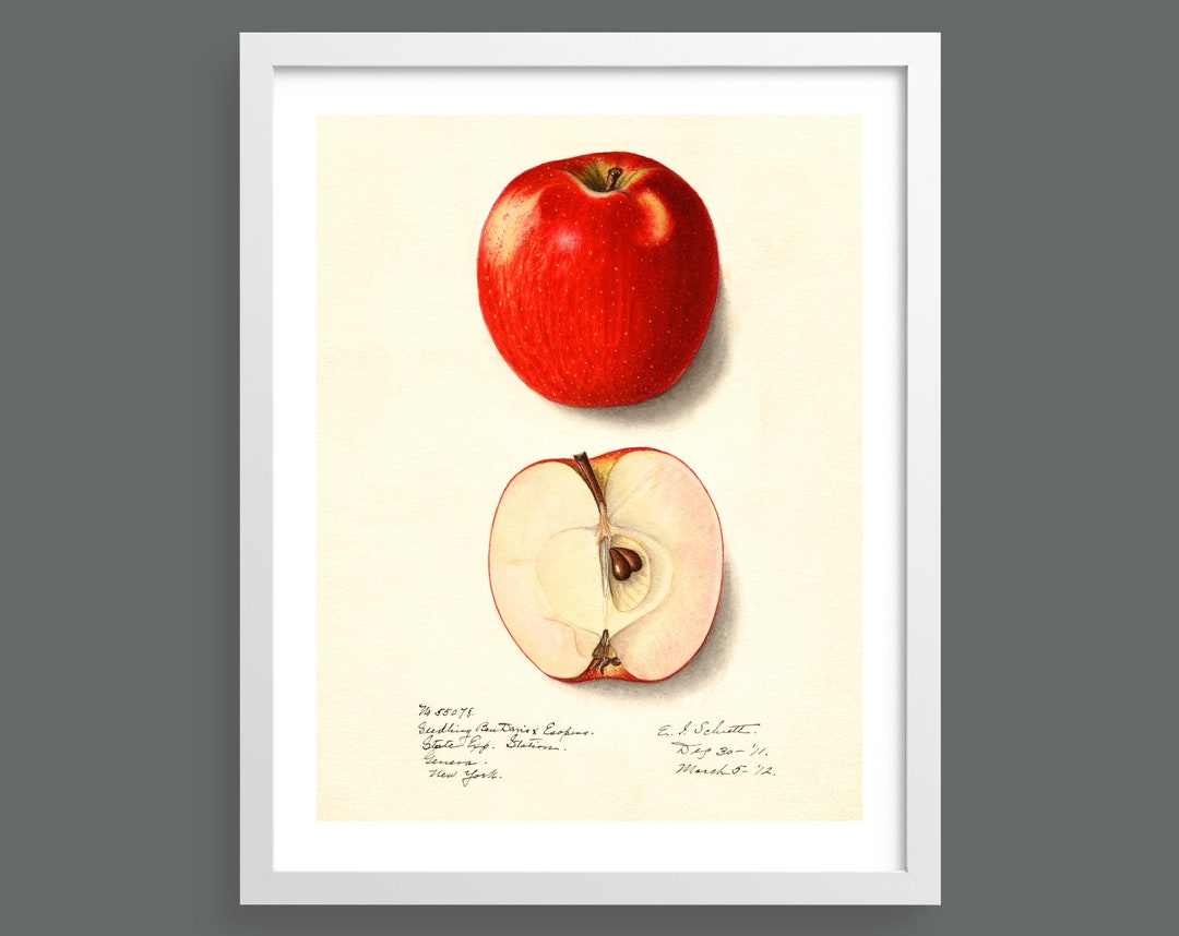 Red Apple Detail | Apples Vintage Botanical Fruit Plant Print | Wall ...