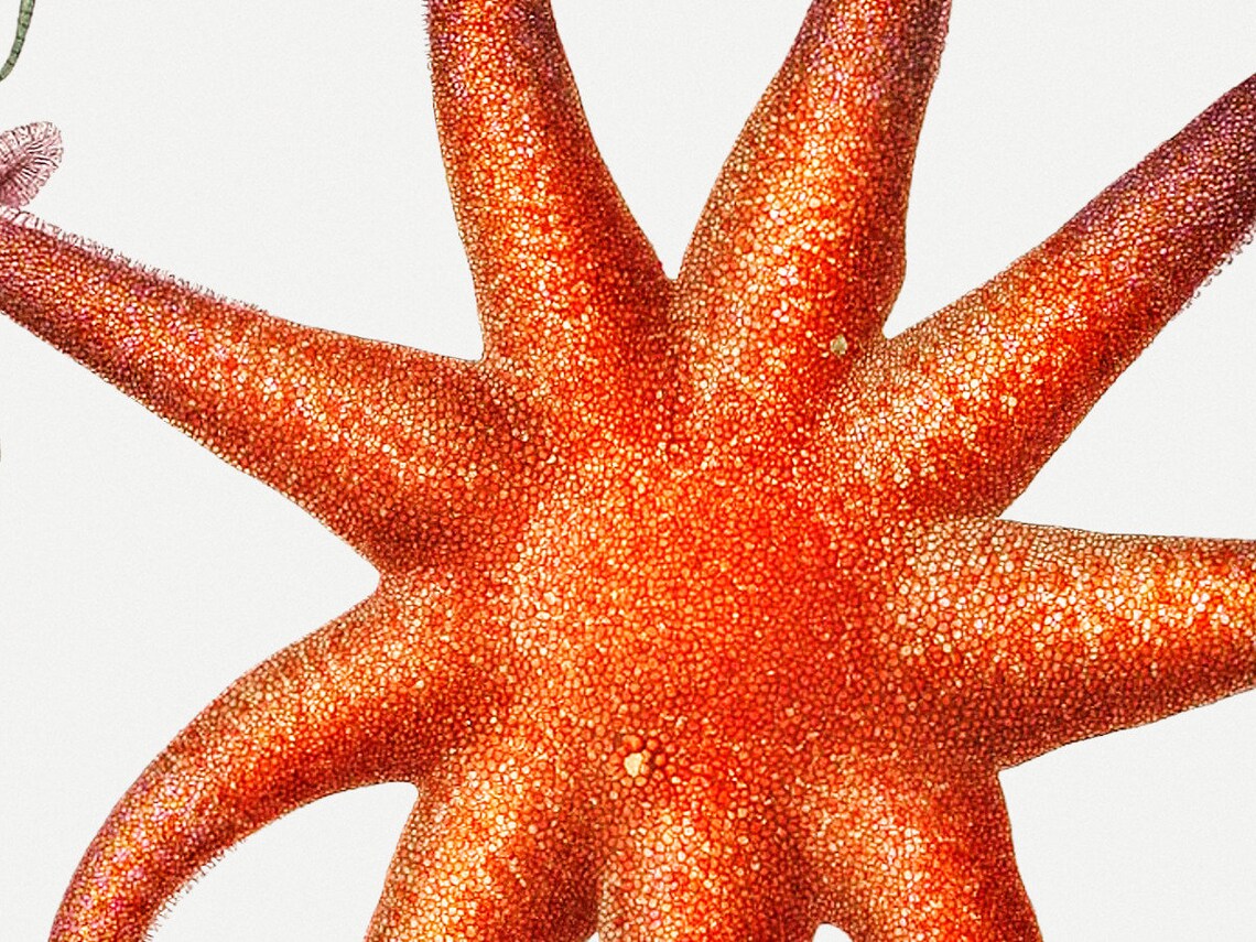 Starfish Vintage Chart Print Nautical Wall Art Scientific Illustrations ...