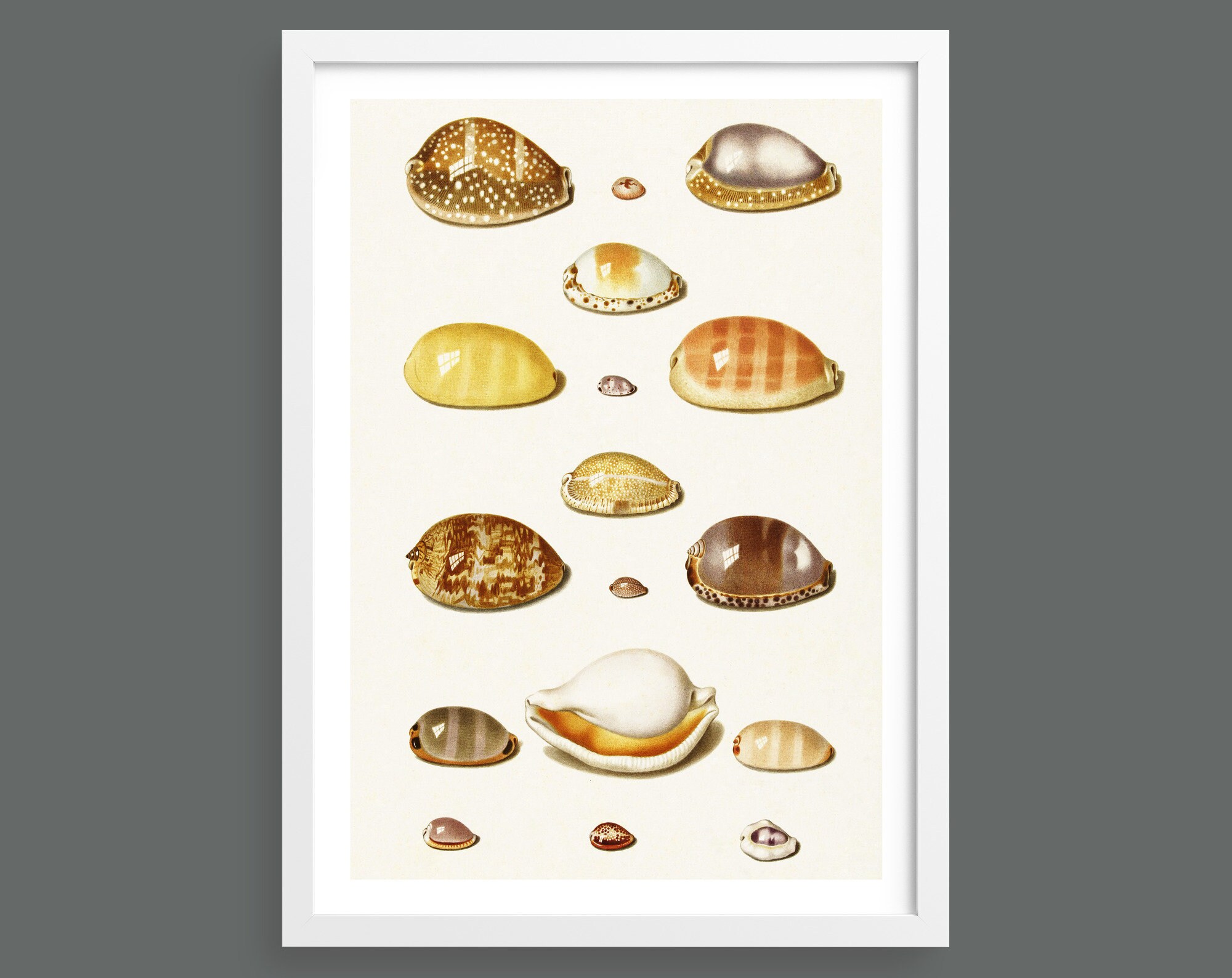 Cowrie Shells | Nautical Wall Art | Scientific Shell Illustrations ...