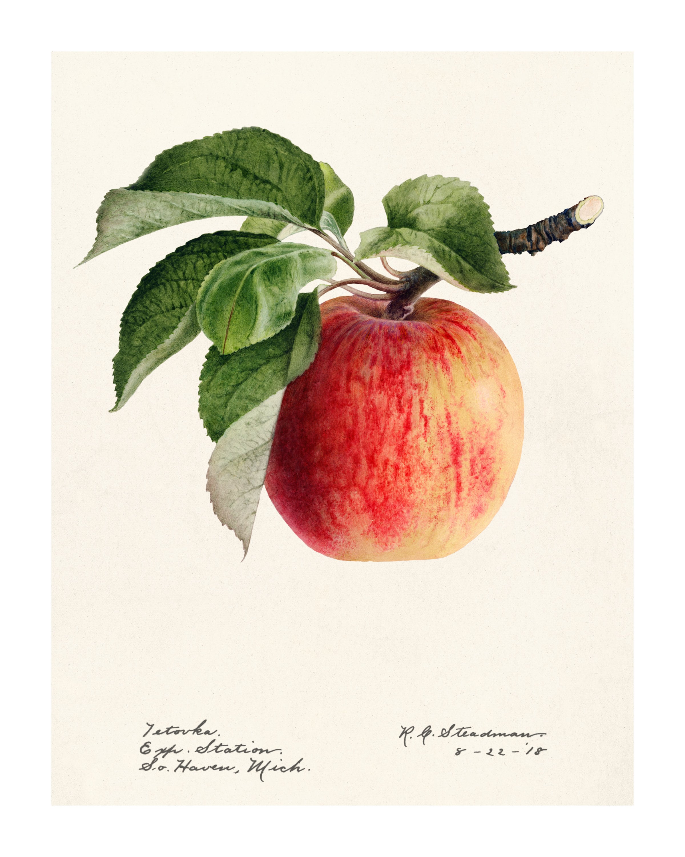 Apple Botanical Illustration