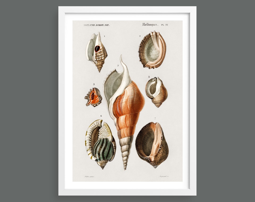 Shells Vintage Chart Print | Nautical Wall Art | Scientific Shell ...