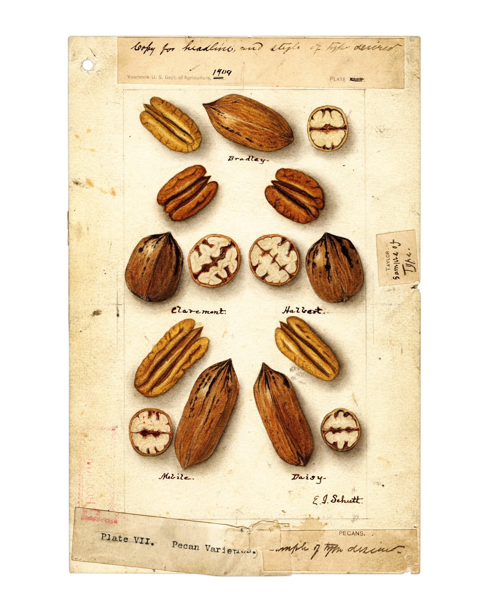 Pecan Nuts | Vintage Print | Botanical Wall Art, Room Decor, Vintage ...