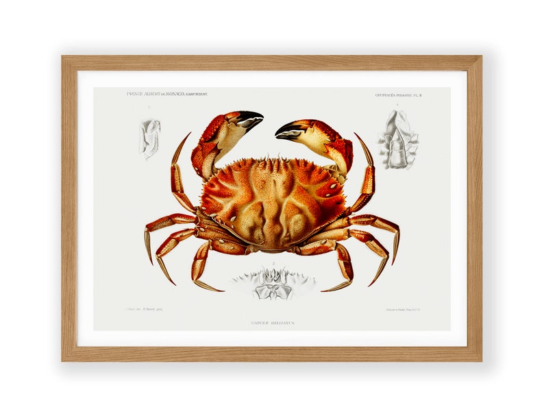 Crab Vintage Print | Nautical Wall Art | Scientific Nature Crustacean ...