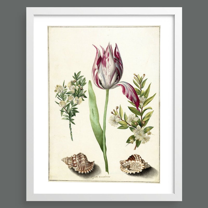 Sepia Shell Prints - Etsy