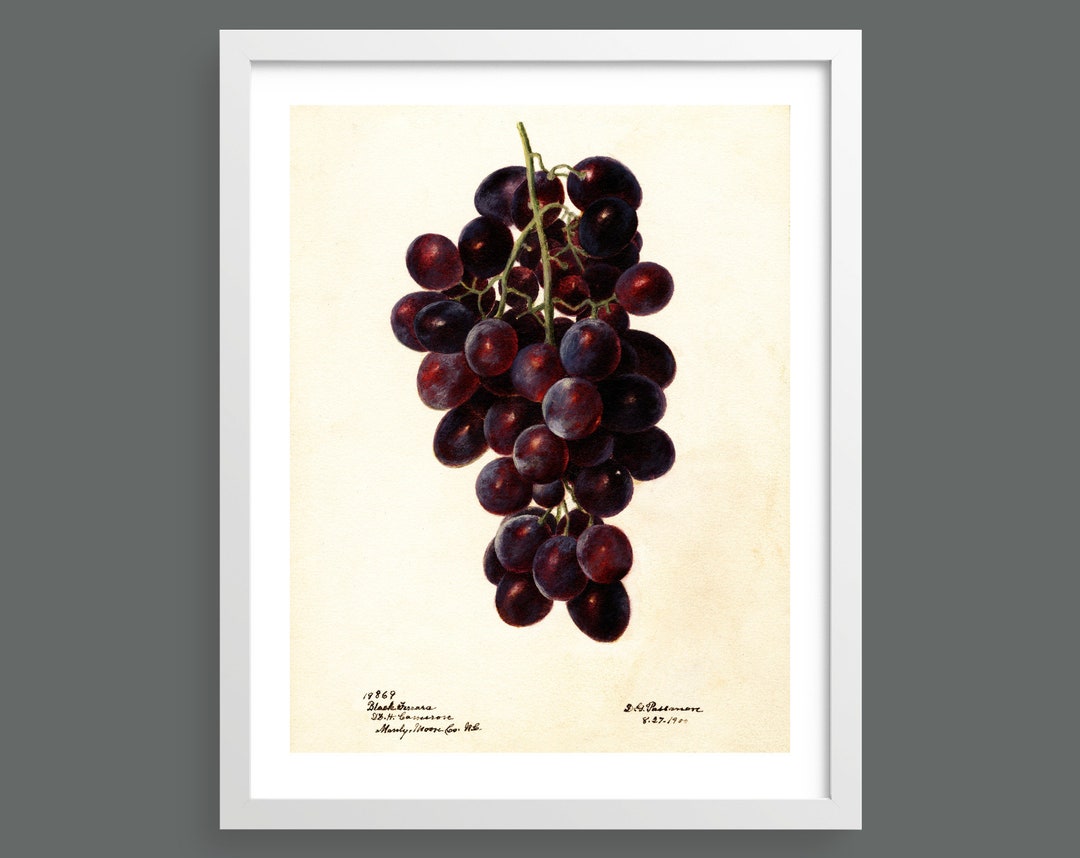 Bunch of Red Grapes | Botanical Prints, Wall Art, Room Decor, Vintage ...