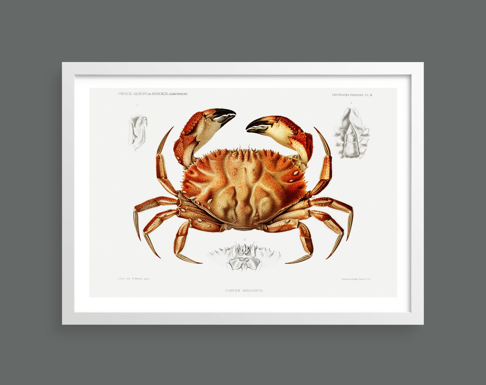 Crab Vintage Print | Nautical Wall Art | Scientific Nature Crustacean ...
