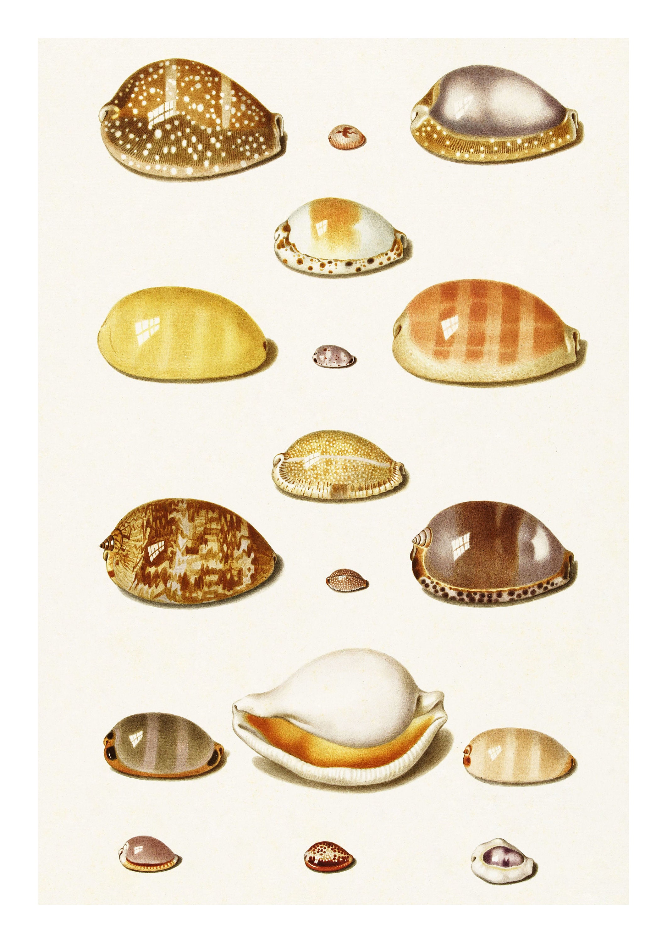 Cowrie Shells | Nautical Wall Art | Scientific Shell Illustrations ...