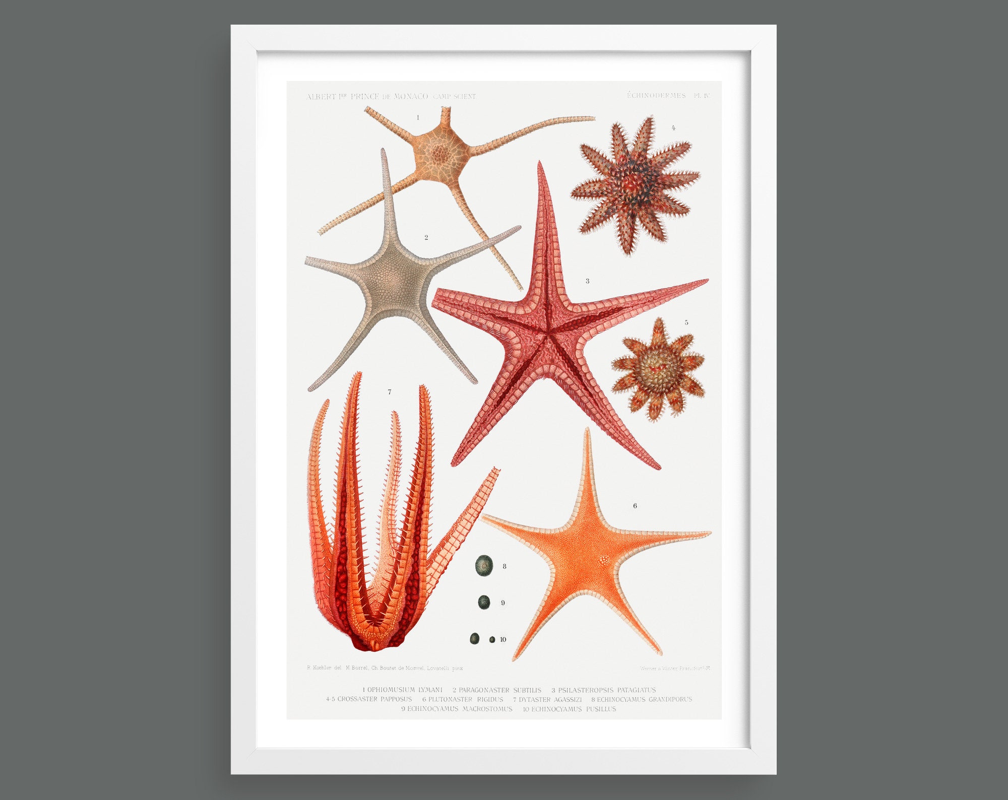 Starfish Illustration