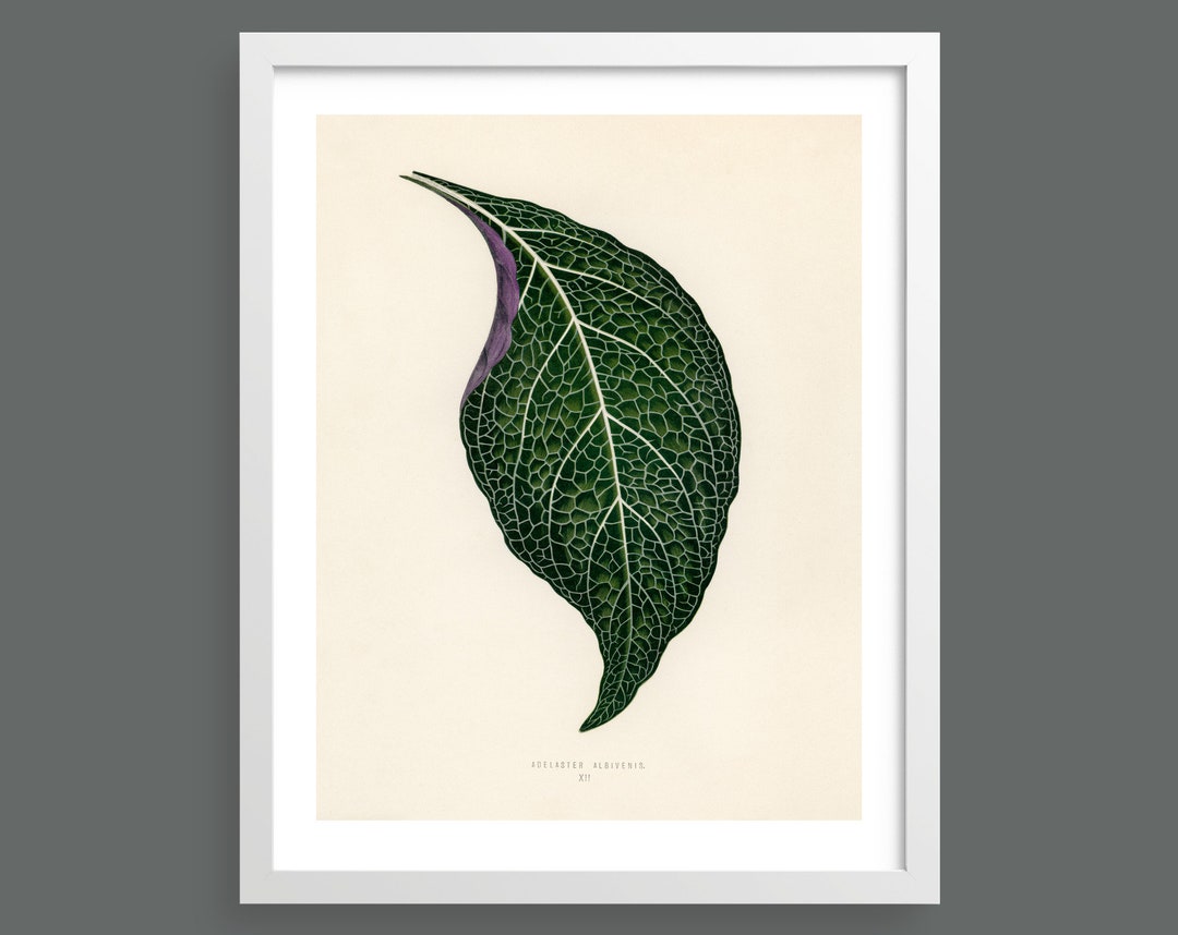 Mosaic Plant (adelaster Albivenis) | Leaf Vintage Botanical Art Print ...