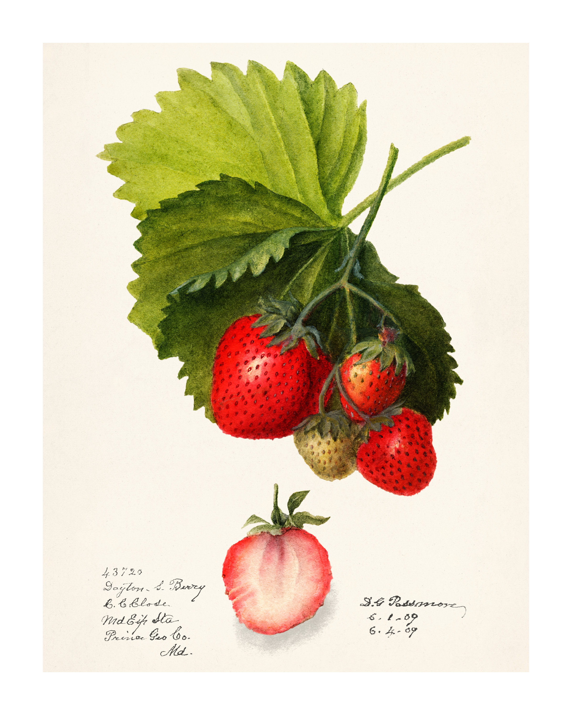 Strawberry Botanical Drawing