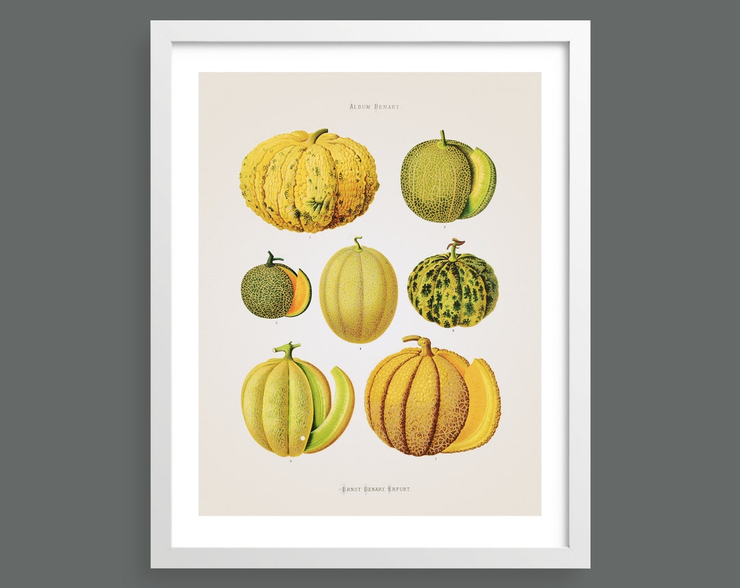 Melons and Squashes | Antique Botanical Print | Kitchen Wall Art ...