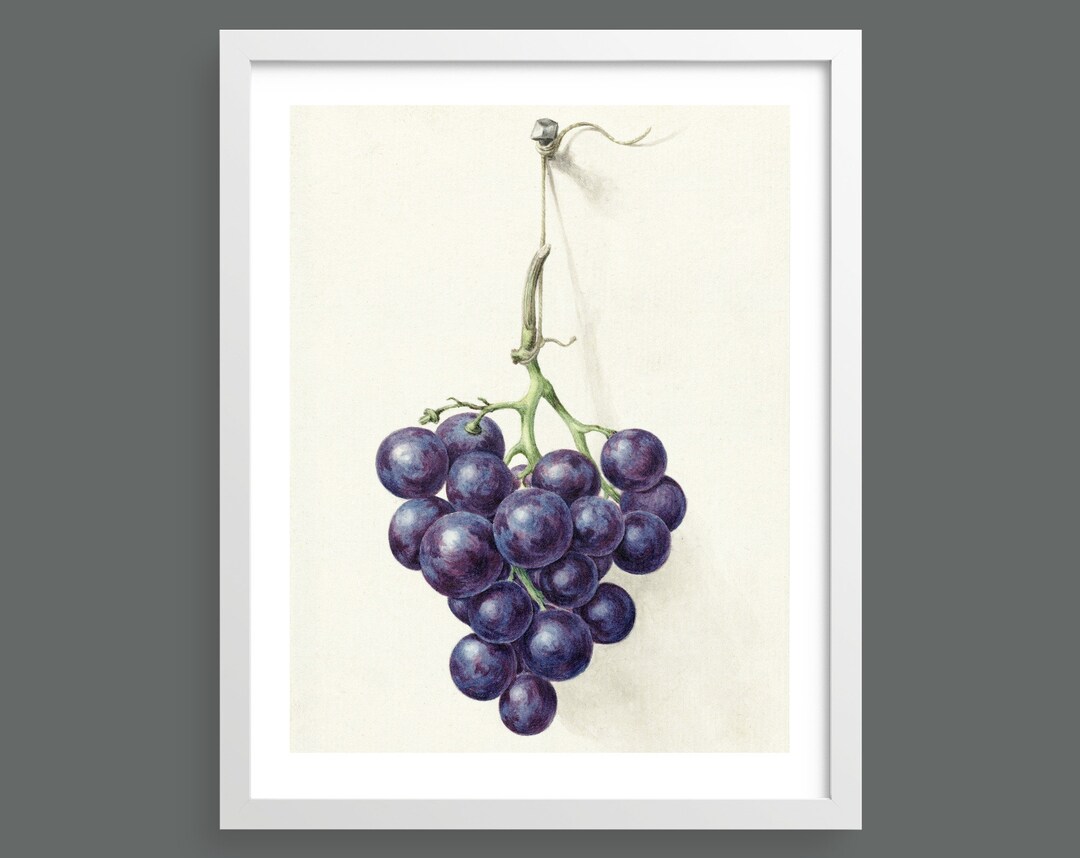 A Bunch of Grapes | Vintage Botanical Print | Botanical Prints, Wall ...
