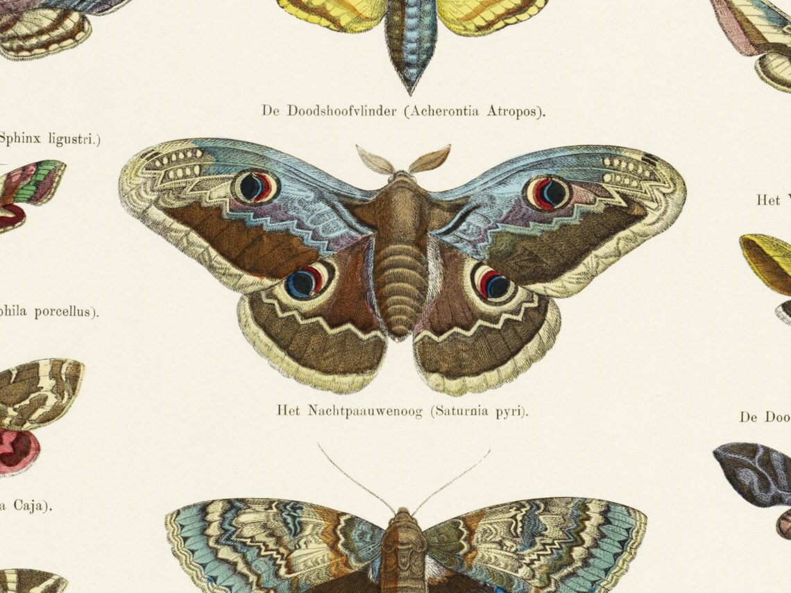 Butterfly and Moth Vintage Chart Print - Etsy