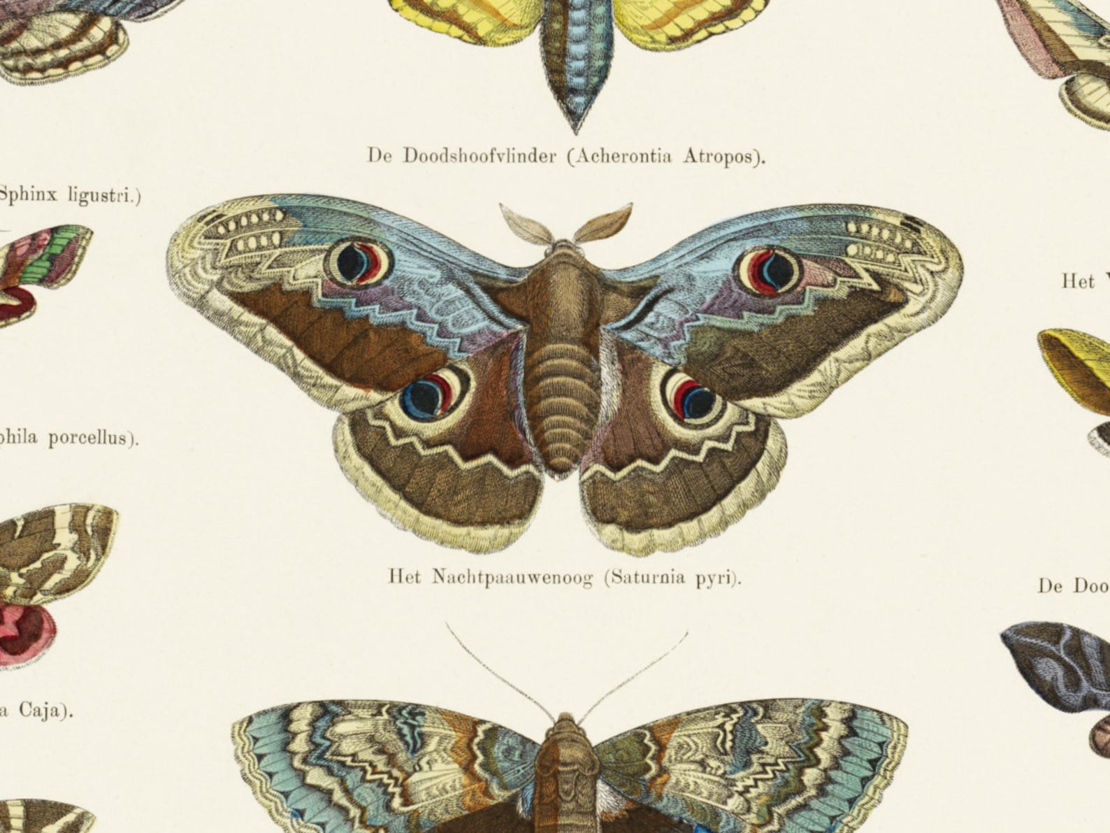 Butterfly and Moth Vintage Chart Print - Etsy