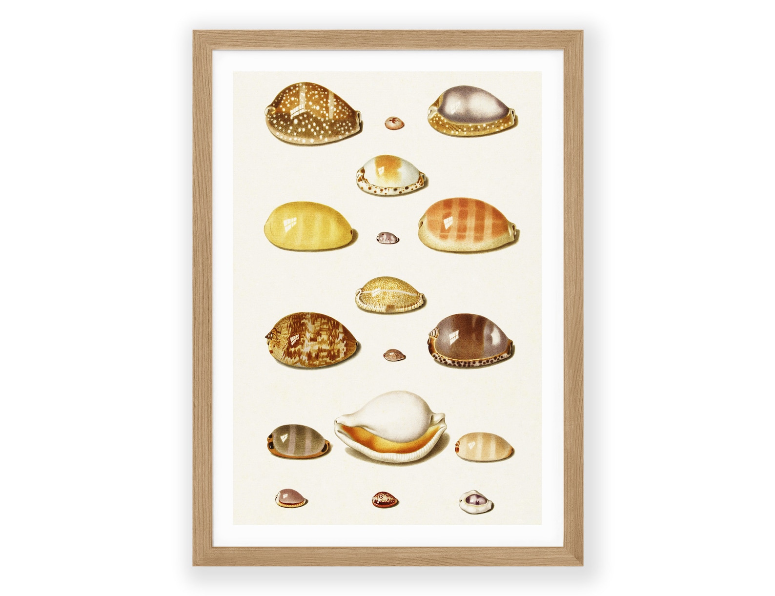 Cowrie Shells | Nautical Wall Art | Scientific Shell Illustrations ...