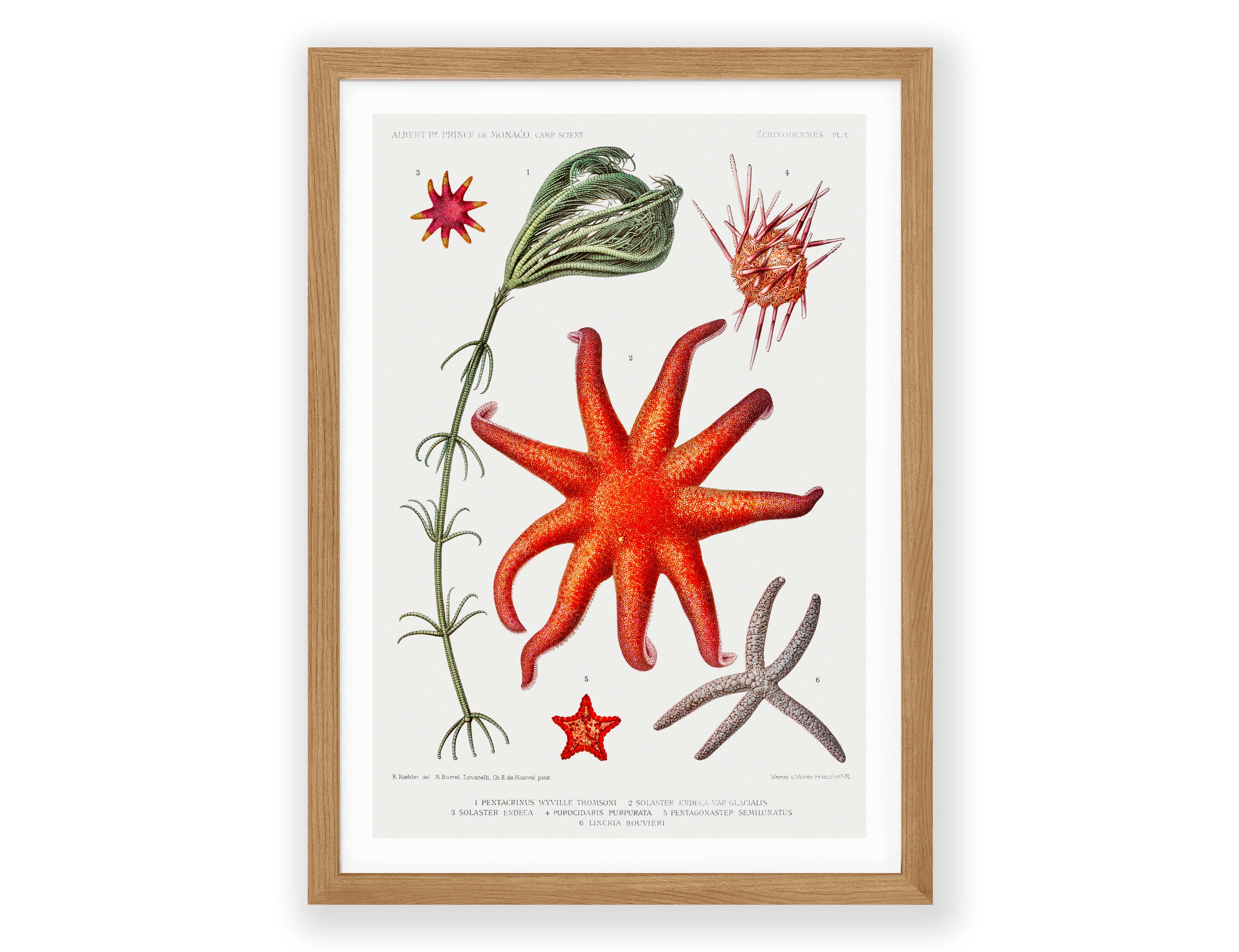 Starfish Vintage Chart Print Nautical Wall Art Scientific Illustrations ...