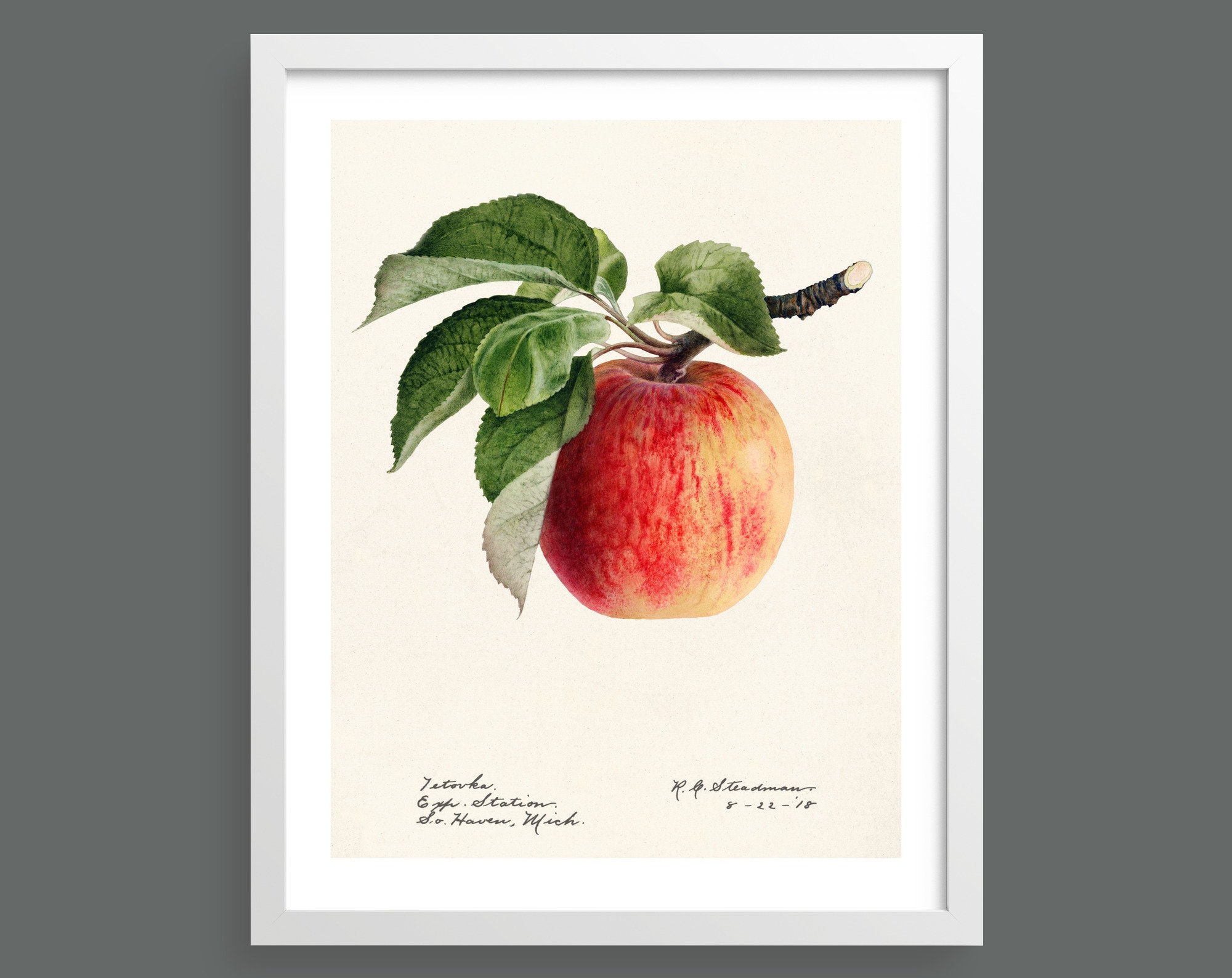 Apple Botanical Illustration