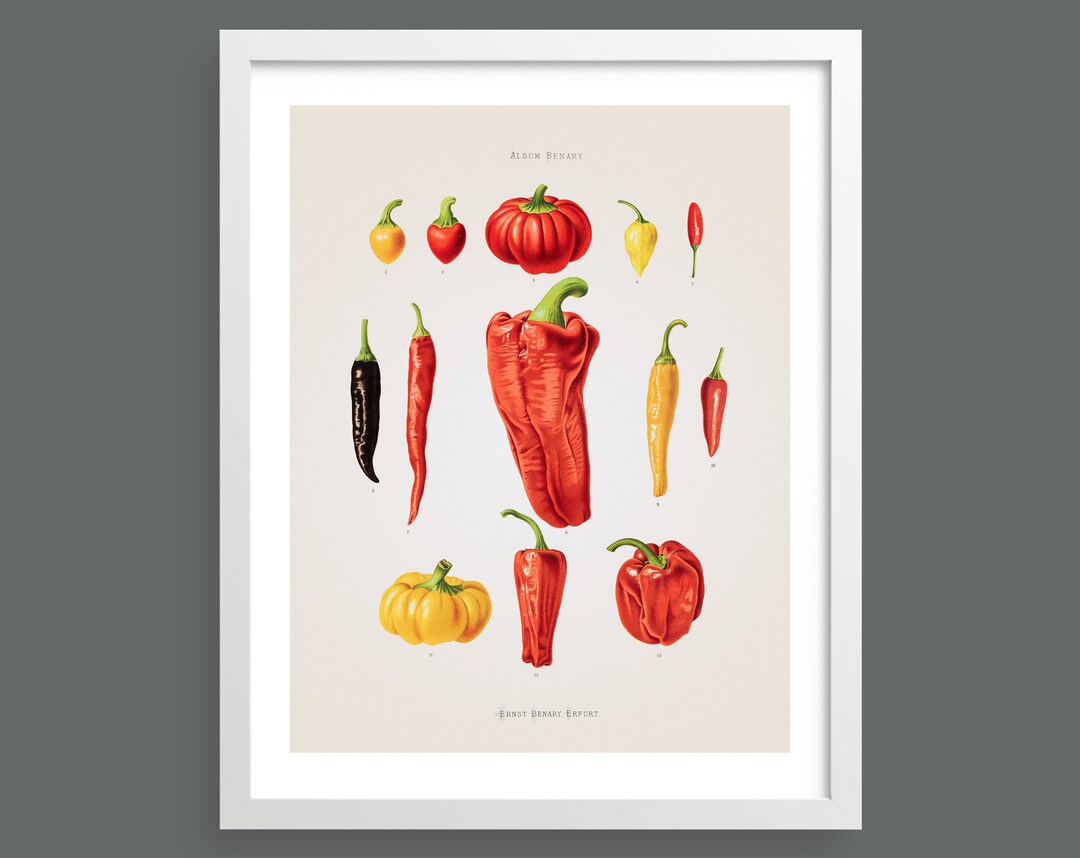 Chillis and Peppers Album Benary Antique Botanical Illustration Print ...