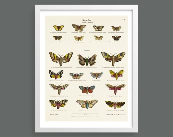 Vintage Butterfly and Moths Chart Art Print | Etsy