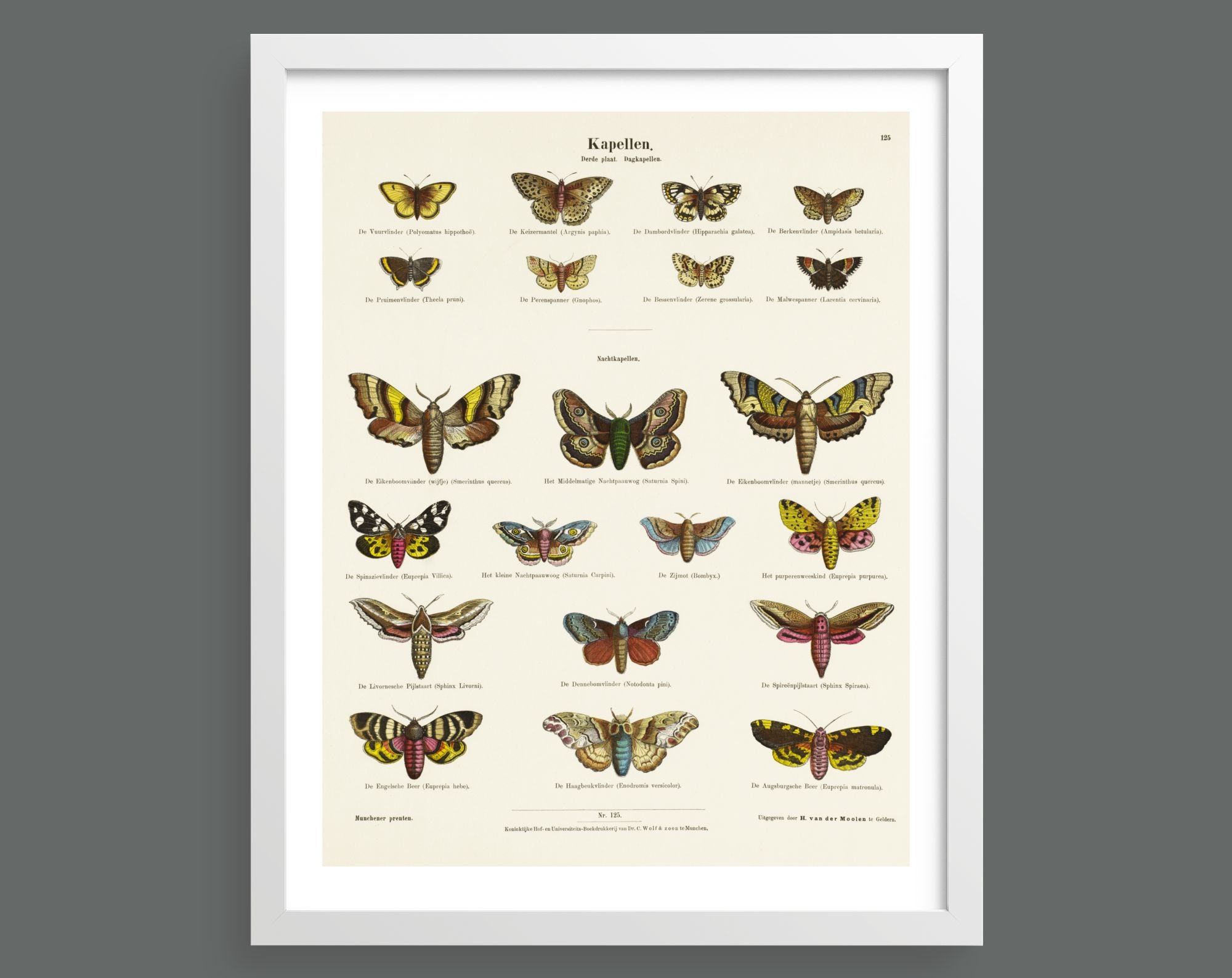 Vintage Butterfly and Moths Chart Art Print - Etsy UK