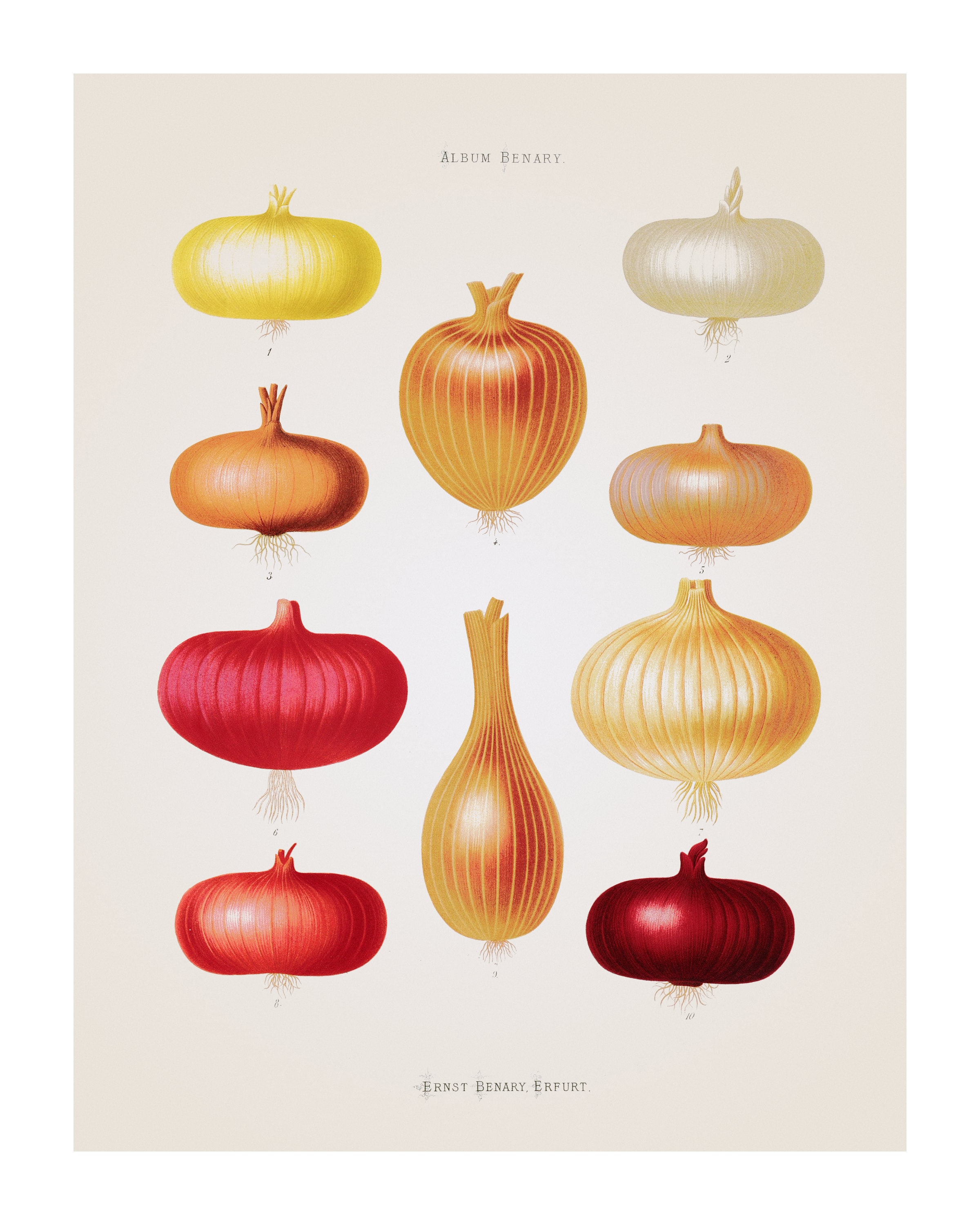 Onions | Album Benary | Antique Botanical Illustration Print | Kitchen ...