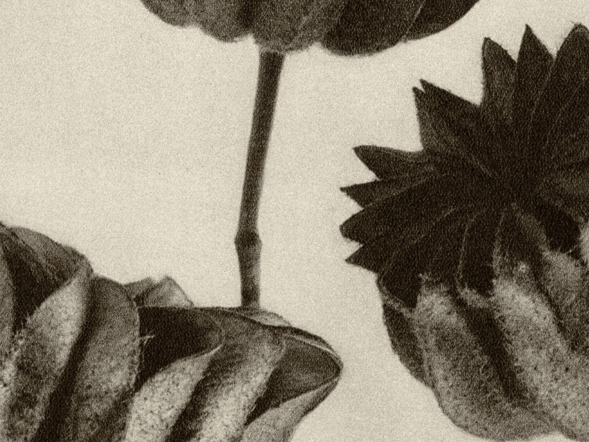 Karl Blossfeldt Botanical Print: Lime Mallow Pod - Vintage Photography ...