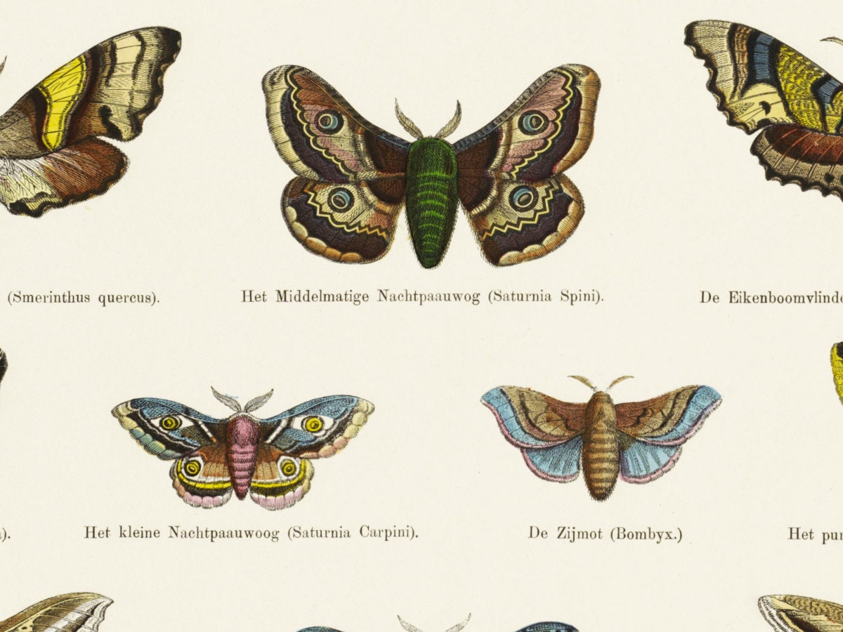 Vintage Butterfly and Moths Chart Art Print - Etsy UK