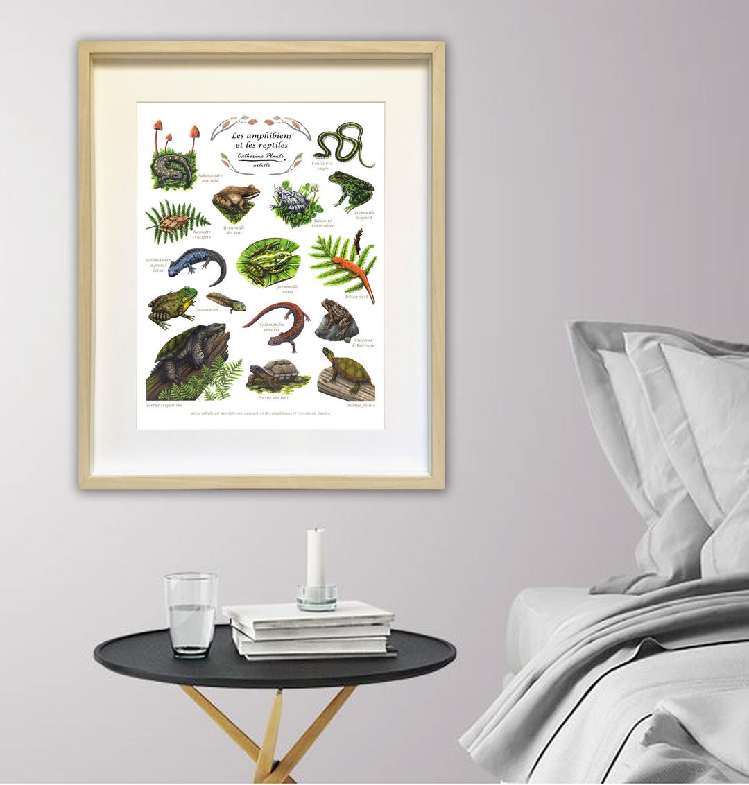 Educational Poster Amphibians and Reptiles, Frog, Tree Frog, Salamander ...
