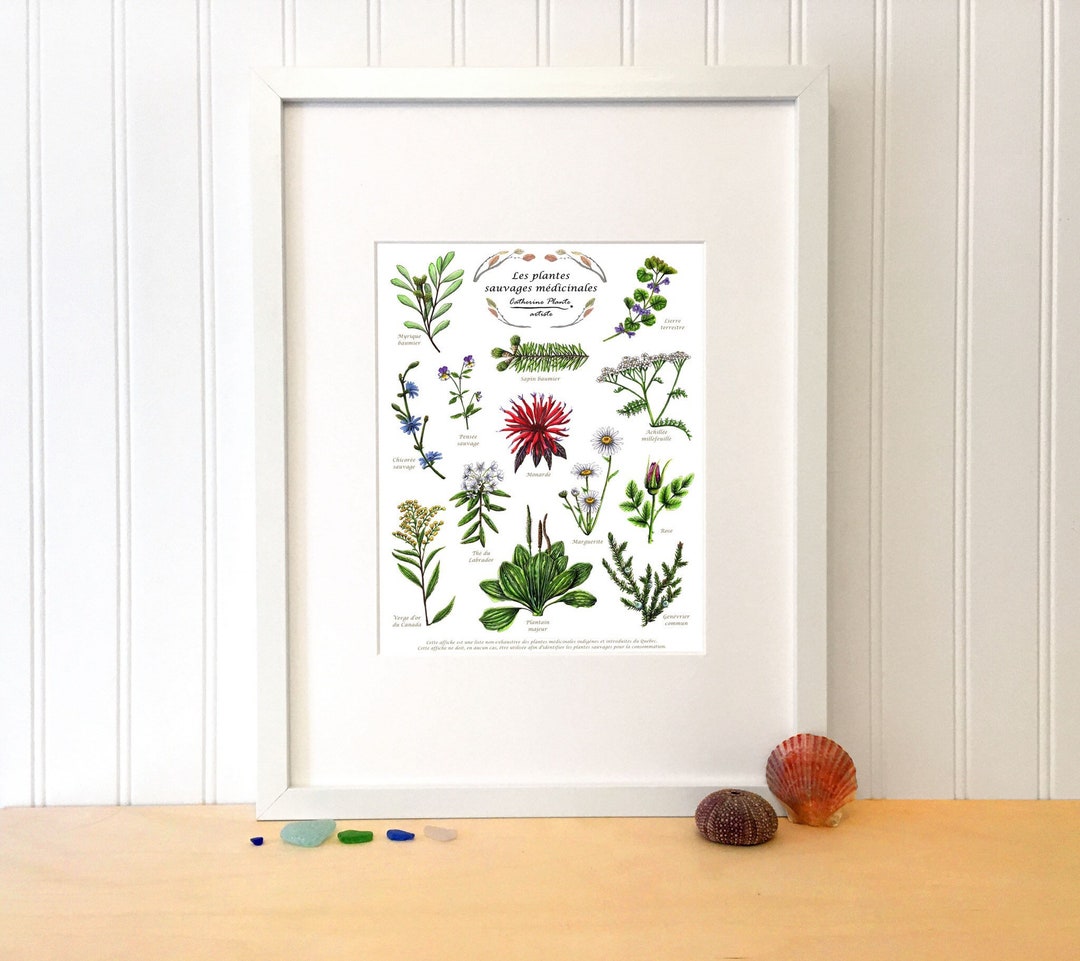 Educational Poster Wild Medicinal Plants, Chicory, Goldenrod, Bee Balm ...