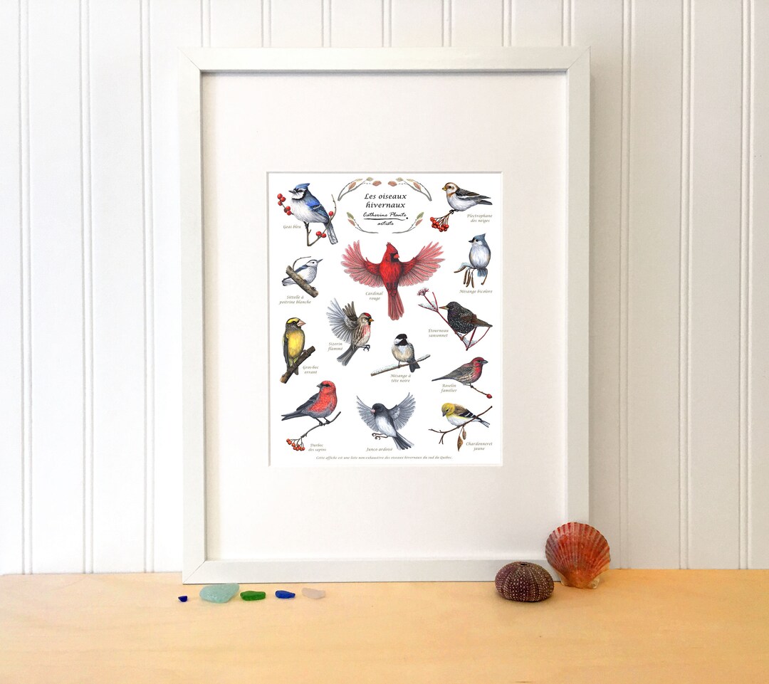 Educational Poster Winter Birds, Northern Cardinal, Titmouse, Chickadee ...